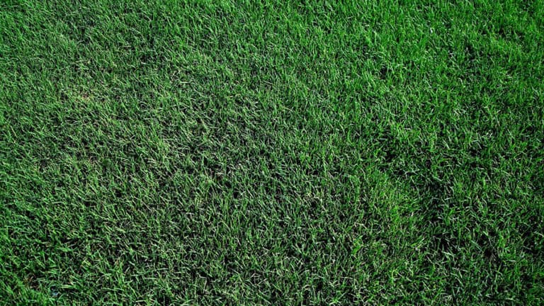 The Best Sods, Grasses, and Turfs for Florida Lawns